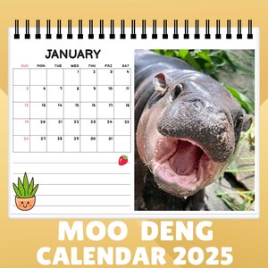 Moo Deng 2025 Wall Calendar - Etsy