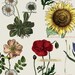 Pemberley Applique and English Paper Piecing Quilt Kit by Katrina ...