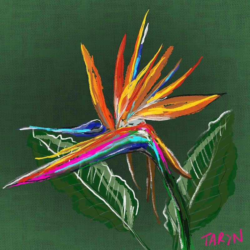 Strelitzia Art - Etsy