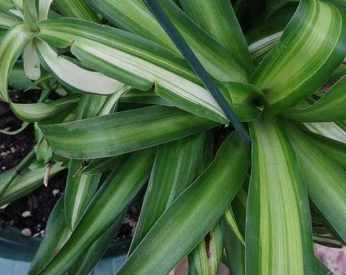Rare hawaiian Spider Plant starter Pot the Godzilla and Houdini of All ...