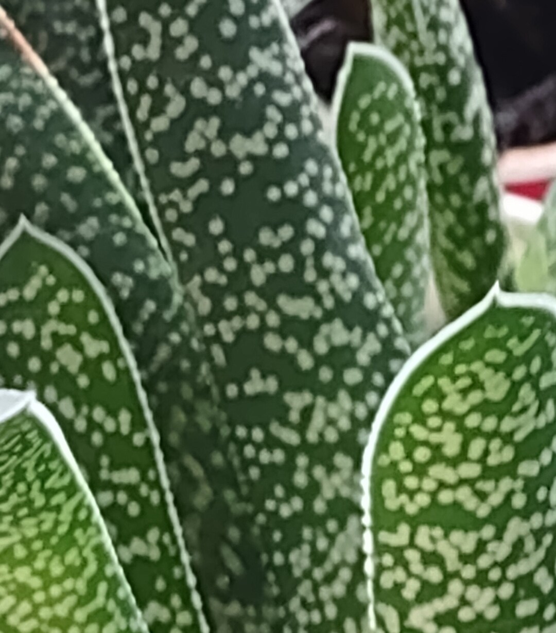 Rare "gasteria Carinata" Succulent 2 Plant Starter Pot- If You Like ...
