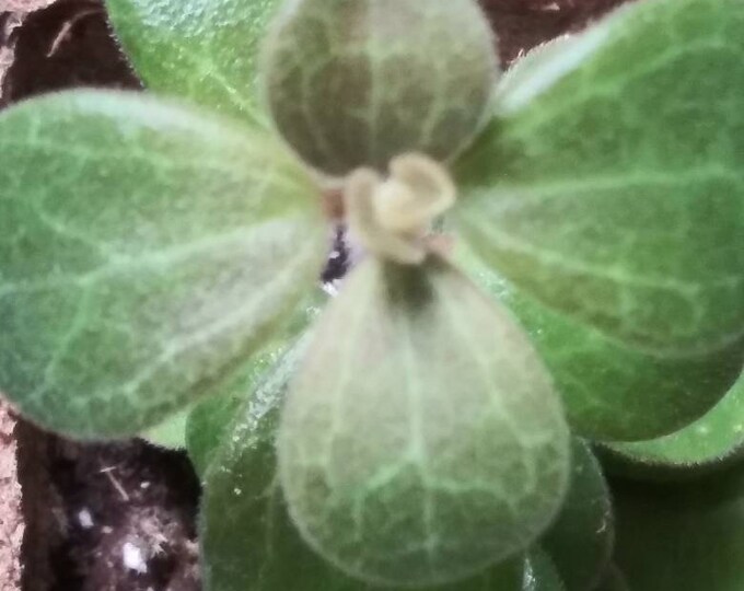 Vary Rare belly Button Peperomia: Itsy Bitsy Variety Impossible to Find ...