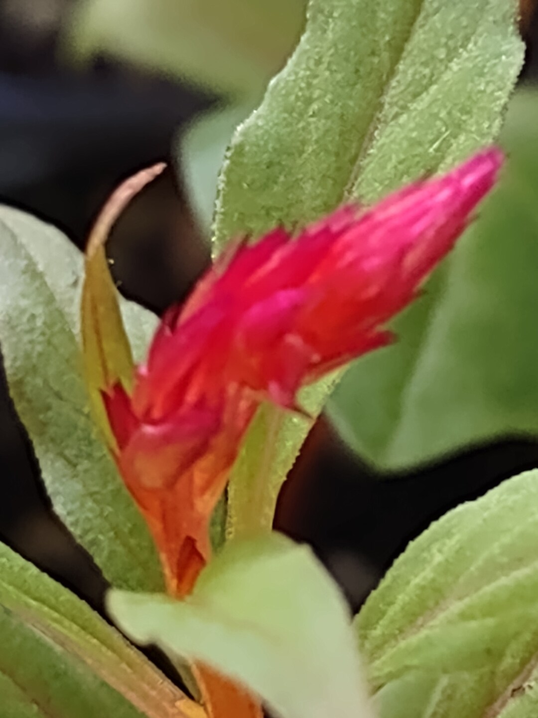 Live Plants fresh LOOK Red Celosia Small Starter Plugs Reddish Blooms ...