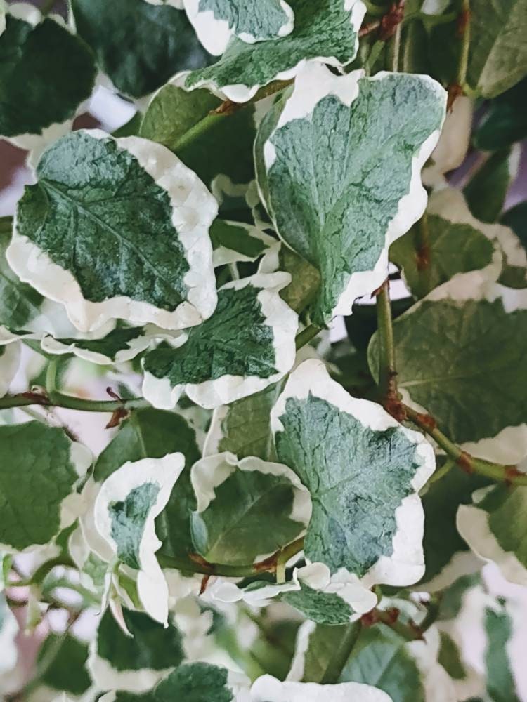 3 Cuttings BELLUS Creeping Fig Ficus pumila | Etsy