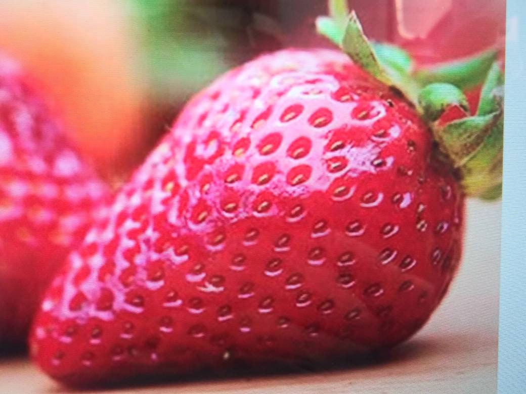 Fresa SEASCAPE Everbearing Strawberry Plant | Etsy