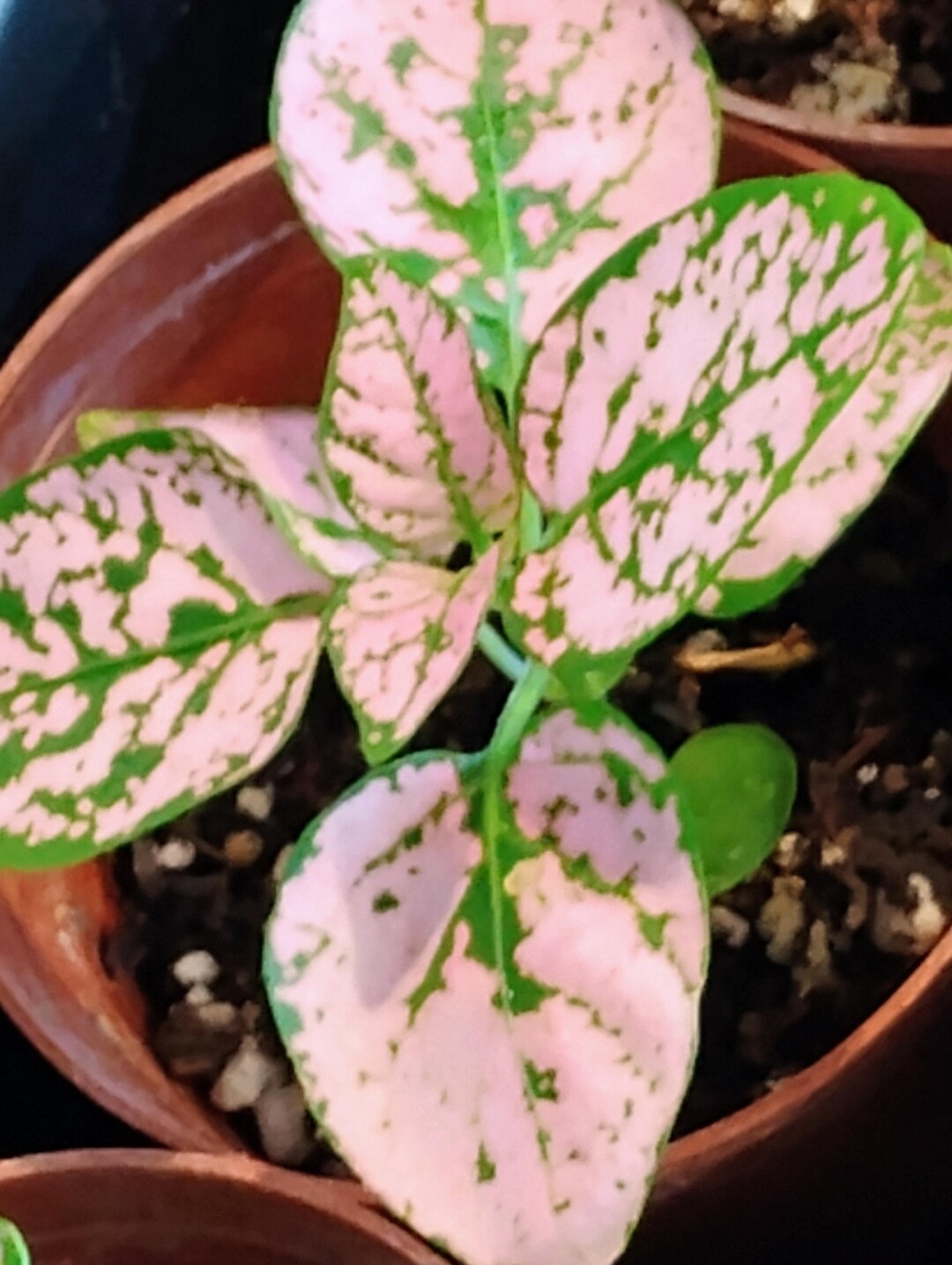 1 "pink" Hypoestes (polka Dot Plant) Starter Plant- Adorable Make You ...