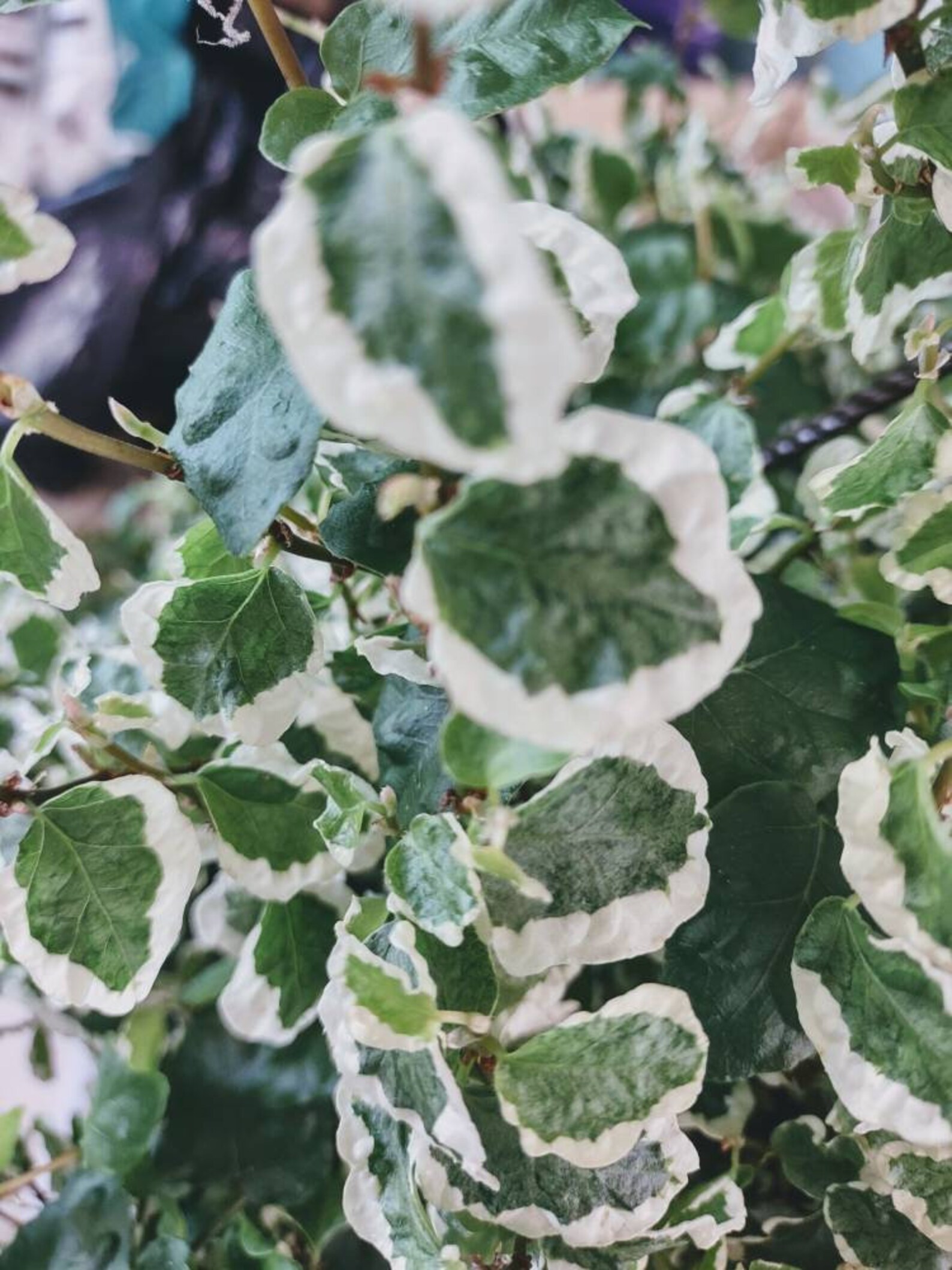 3 Cuttings BELLUS Creeping Fig Ficus pumila | Etsy