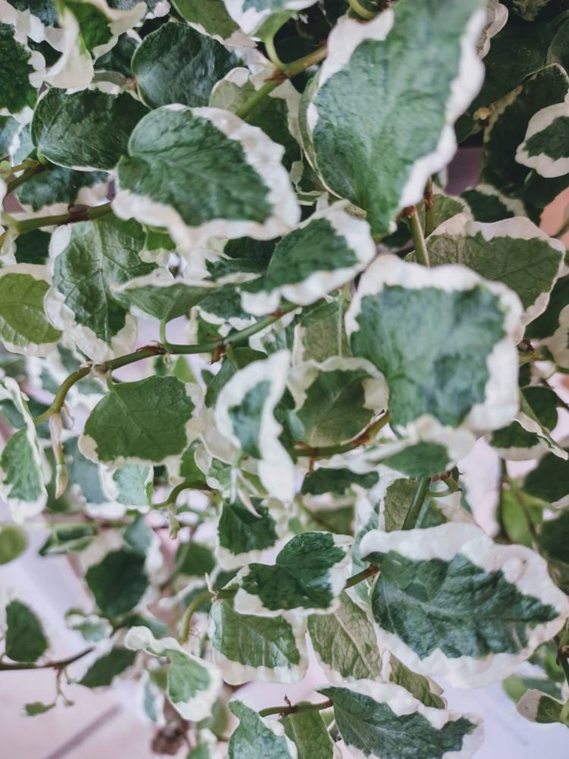 3 Cuttings BELLUS Creeping Fig Ficus pumila | Etsy