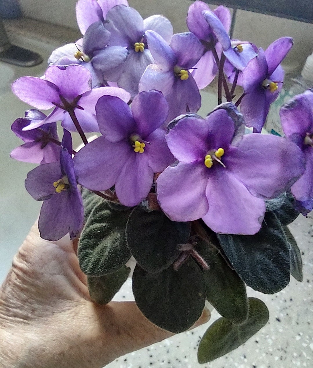 Two Leaf Cuttings of the Petite "tiny Tim" Afrcian Violet (storytella ...
