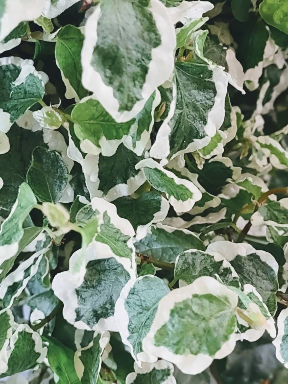 3 Cuttings BELLUS Creeping Fig Ficus pumila | Etsy