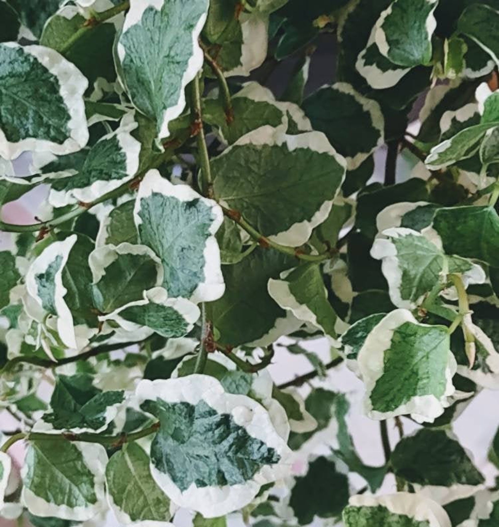 3 Cuttings BELLUS Creeping Fig Ficus pumila | Etsy