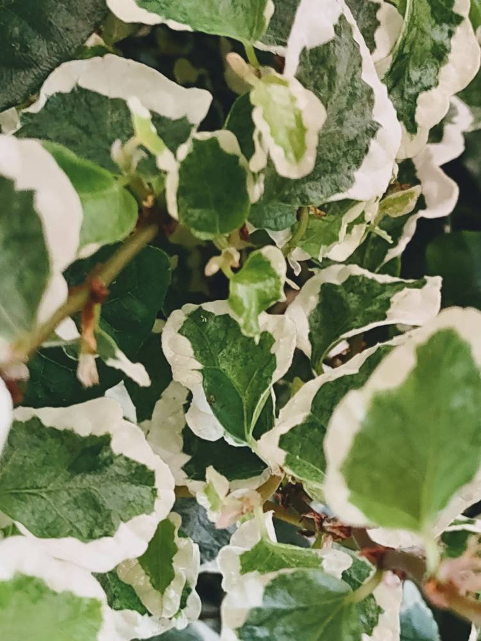 3 Cuttings BELLUS Creeping Fig Ficus pumila | Etsy