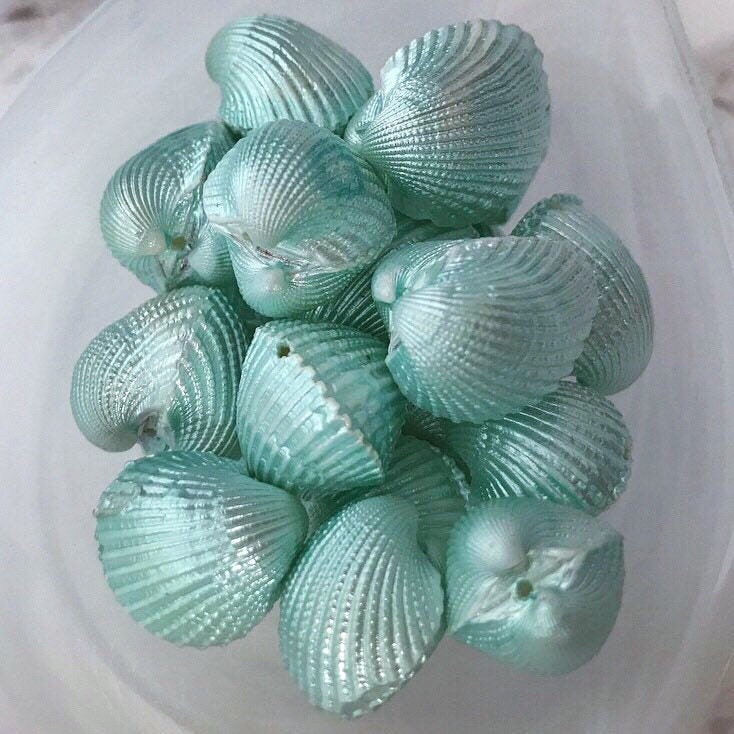 14 pcs Mint Green Ark Shells - Size: 17-20mm - Sold in 9.5 Inches Strand