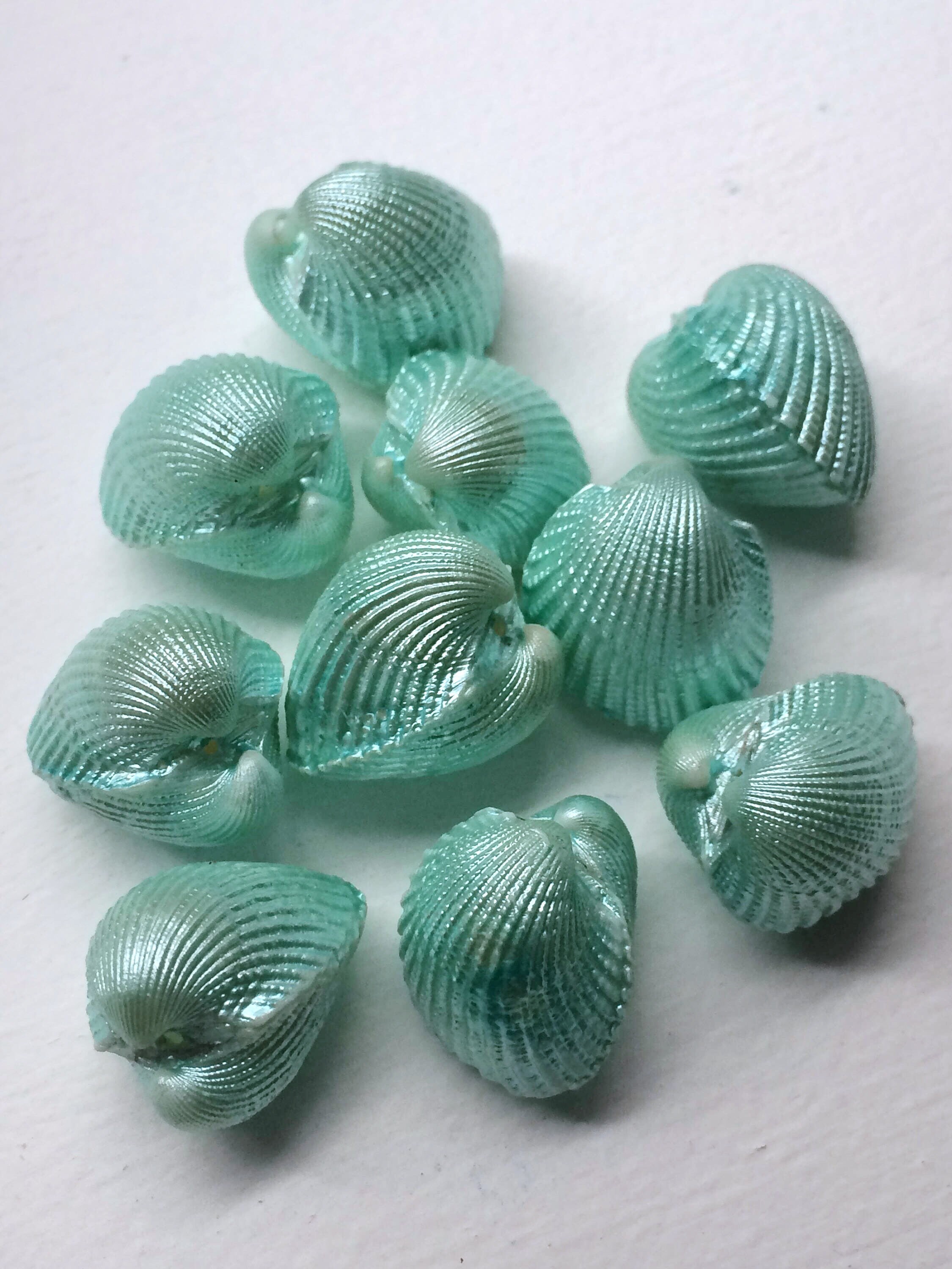 14 pcs Mint Green Ark Shells - Size: 17-20mm - Sold in 9.5 Inches Strand