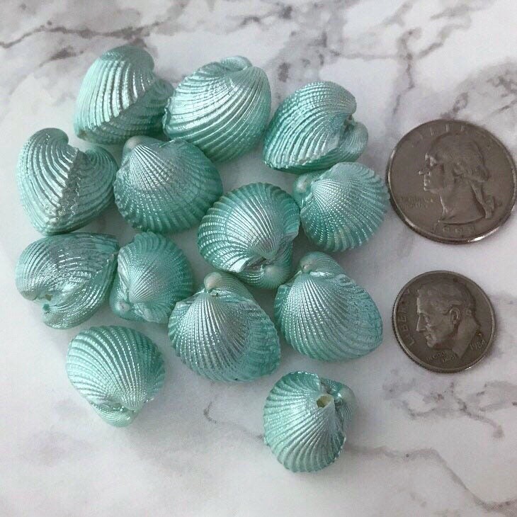 14 pcs Mint Green Ark Shells - Size: 17-20mm - Sold in 9.5 Inches Strand