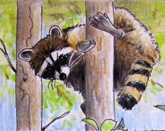 Raccoon in Tree | Etsy