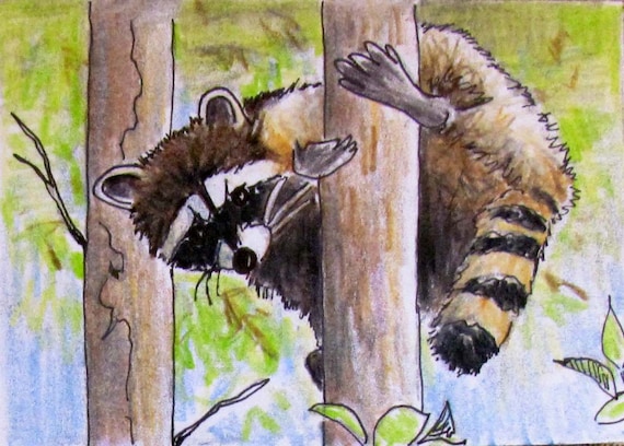 Raccoon In A Tree Drawing