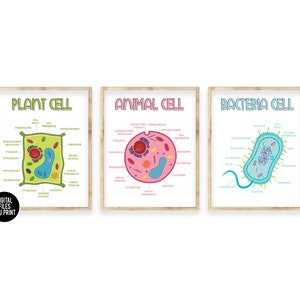 Plant Cell Classroom Science Poster Art Printable, Science Printable ...