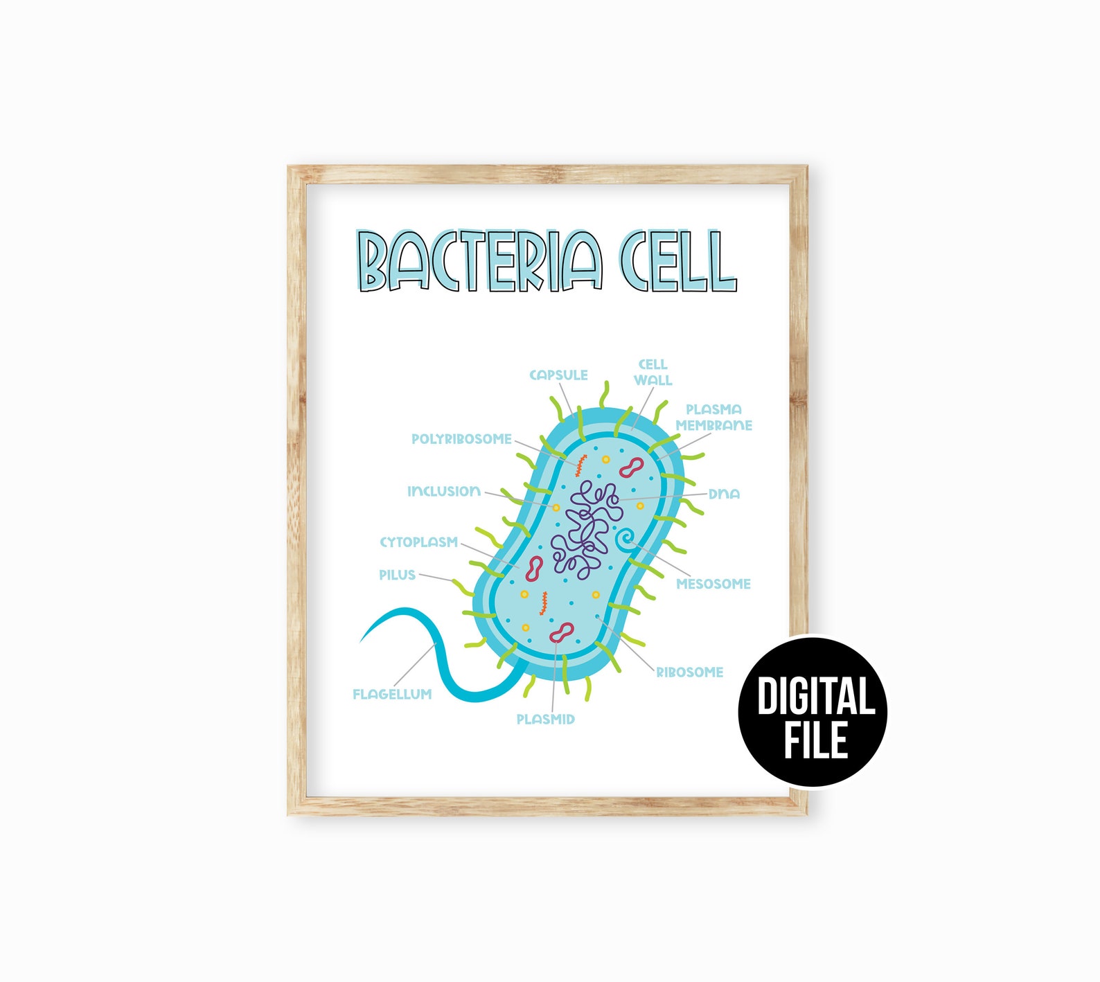 Plant Cell Classroom Science Poster Art Printable Science - Etsy