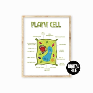 Plant Cell Classroom Science Poster Art Printable, Science Printable ...