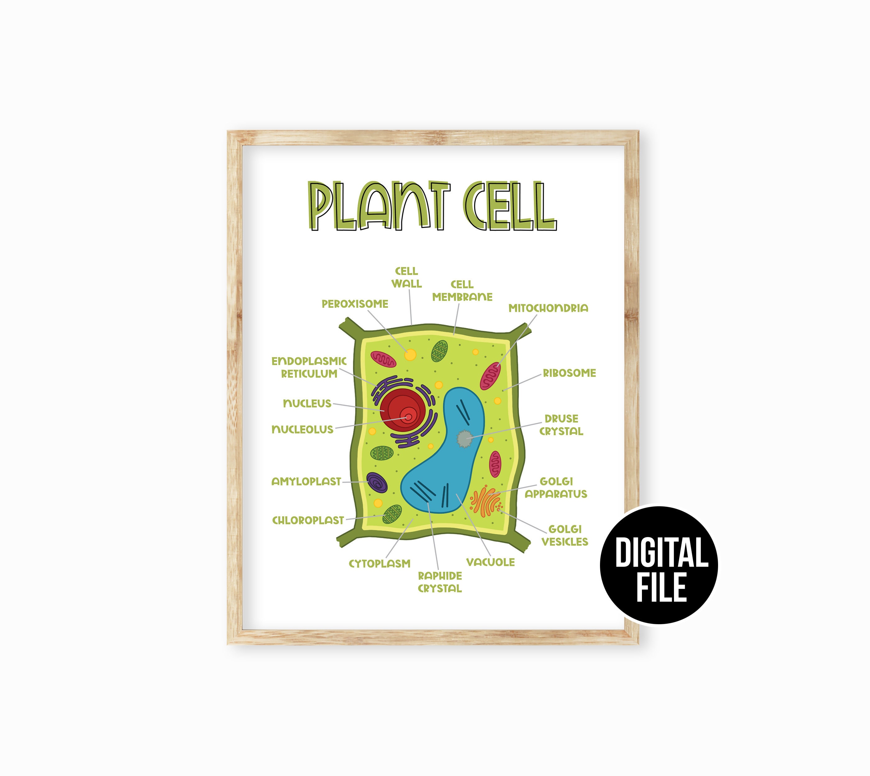 Plant Cell Classroom Science Poster Art Printable Science | Etsy UK