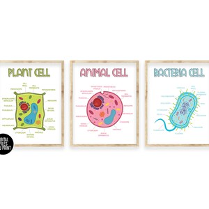 Plant Cell Classroom Science Poster Art Printable Science | Etsy