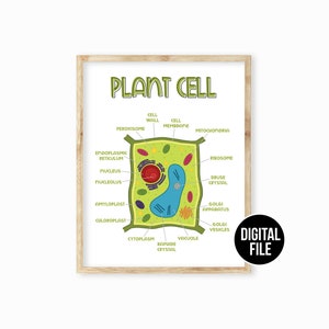 Plant Cell Classroom Science Poster Art Printable, Science Printable ...