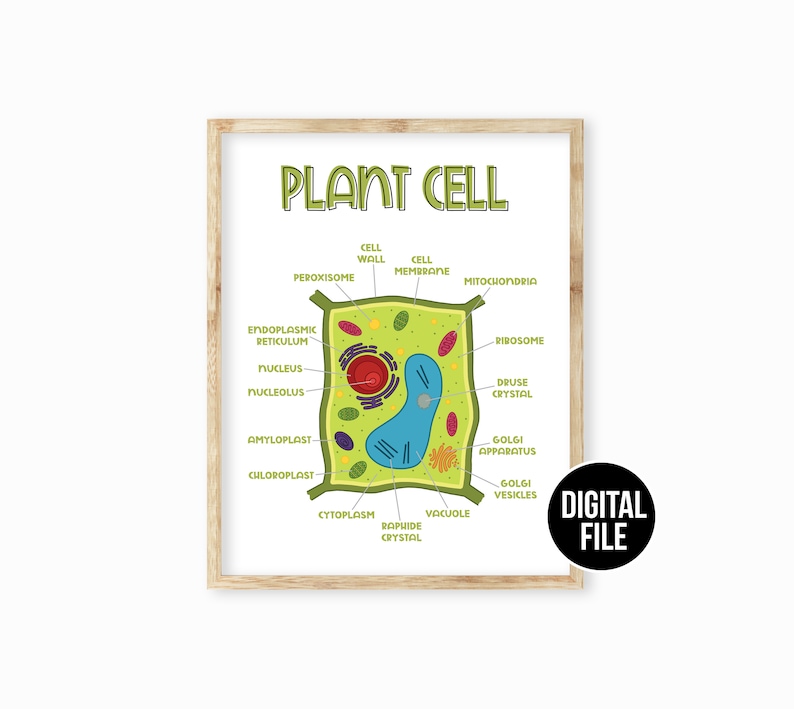Plant Cell Classroom Science Poster Art Printable Science - Etsy