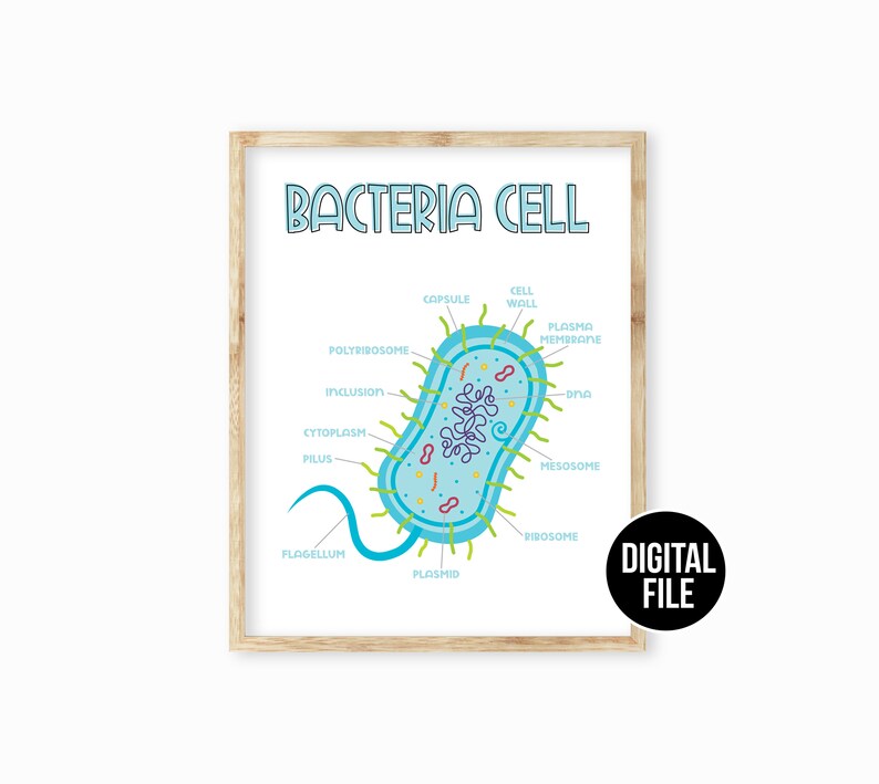 Plant Cell Classroom Science Poster Art Printable Science - Etsy