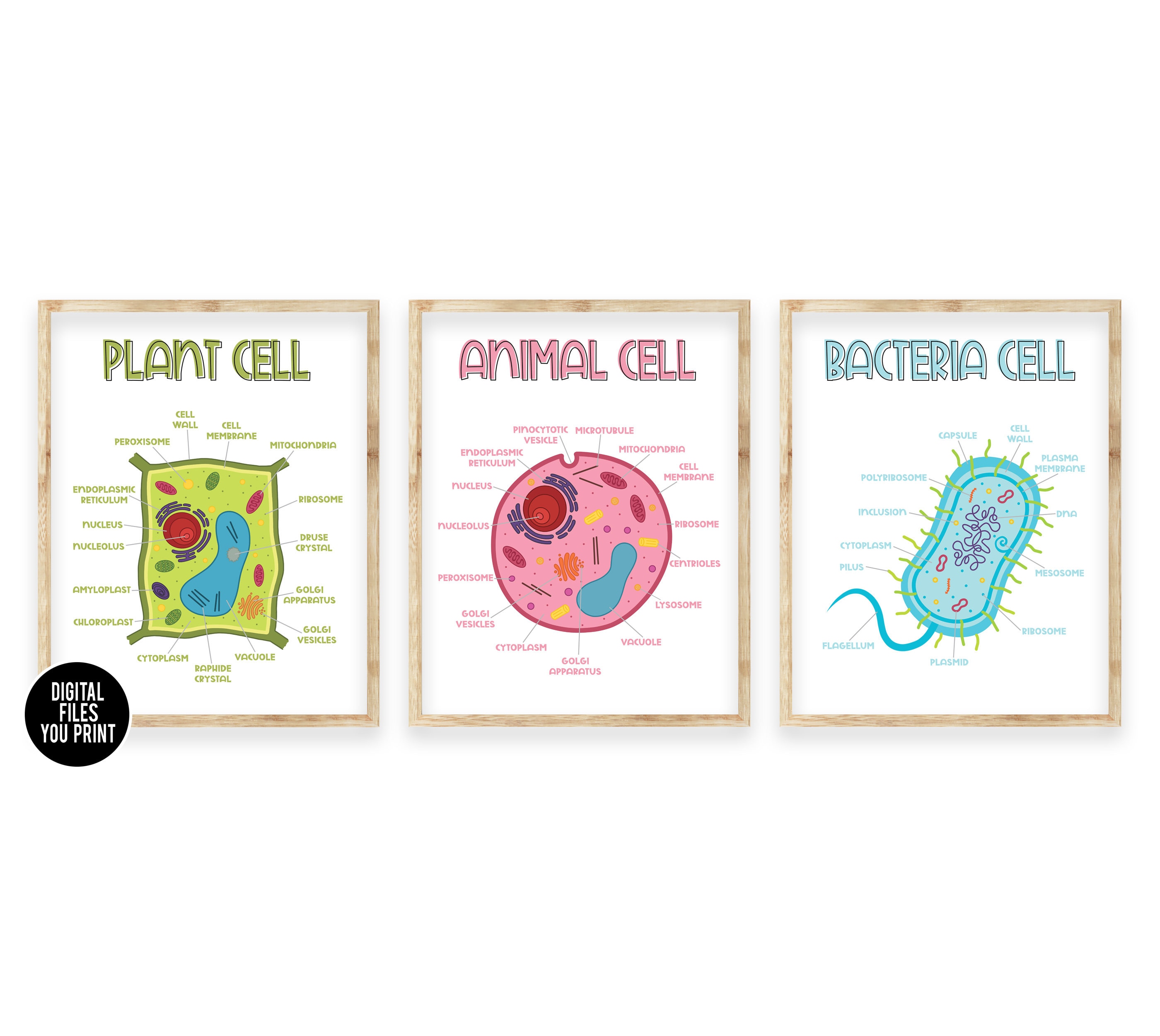 Plant Cell Classroom Science Poster Art Printable Science | Etsy Canada