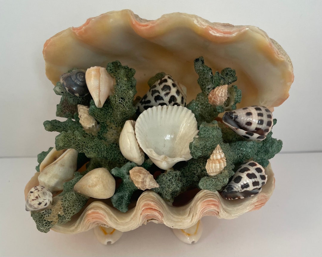 Large Assorted Sea Shells on A Coral Reef Beach Nautical Decor - Etsy