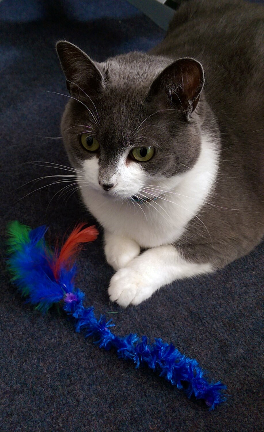 3 Squiggly Soft Cat Toys Optional Feathers Catnip Bell No - Etsy