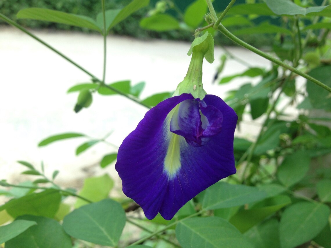 Loose Butterfly Pea Blue Chai Herbal Tea Drink 100g / - Etsy