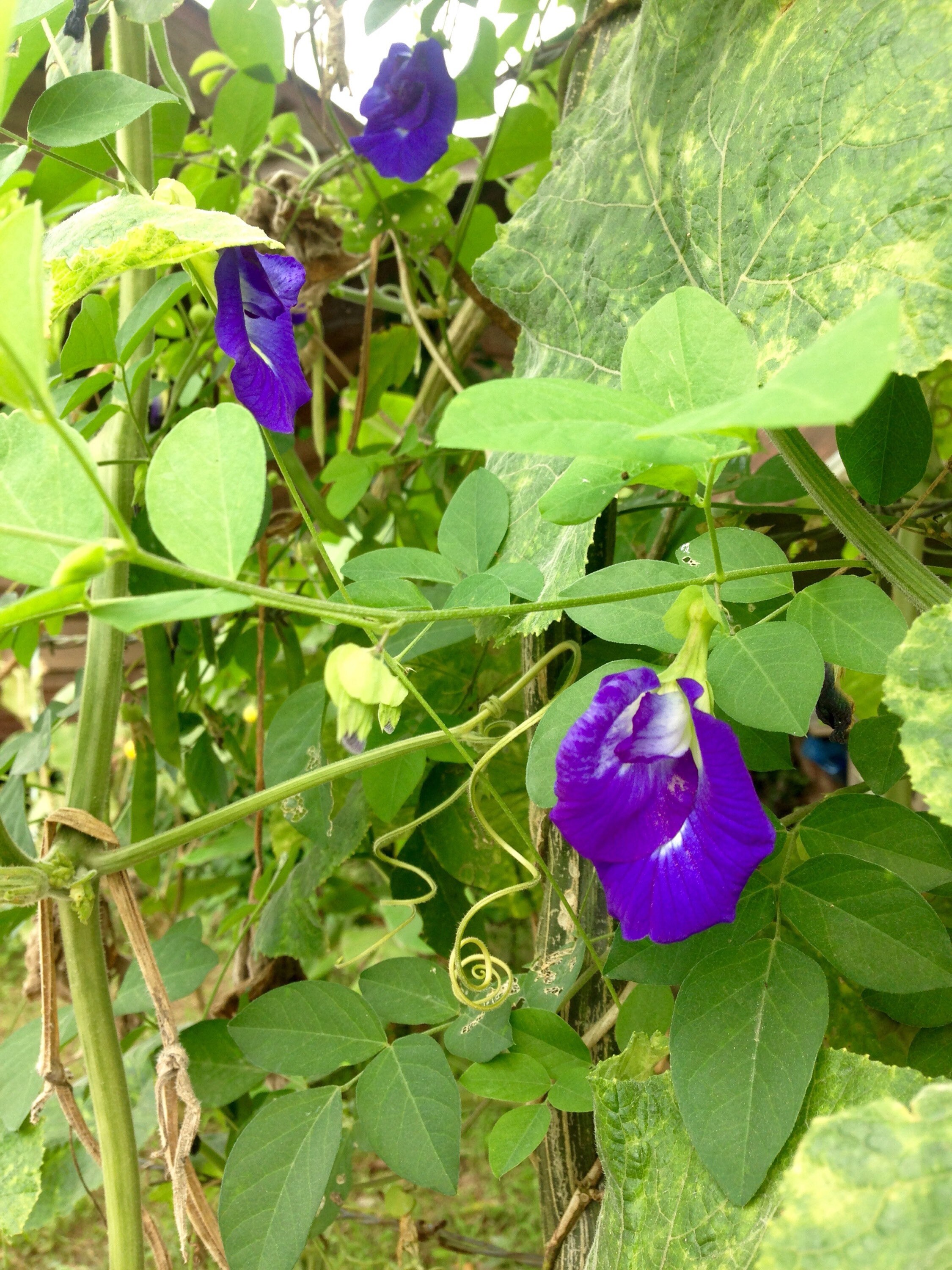 Loose Butterfly Pea Blue Chai Herbal Tea Drink 100g / Health - Etsy