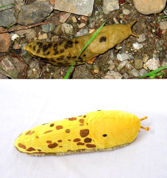 Banana Slug Slime