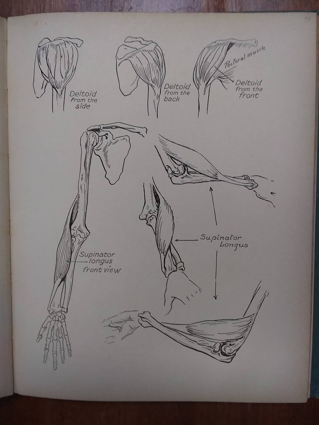Anatomy an Drawing by Victor Perard 1928 - Etsy UK
