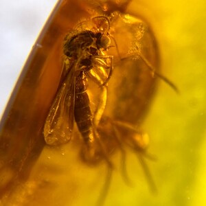 Baltic Amber Prehistoric Insect Inclusion & 4x Magnifying Display Case ...