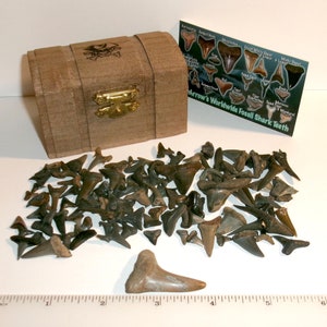 Shark Tooth Pirate Treasure Chest - Sharks Teeth Fossil Booty With Big ...