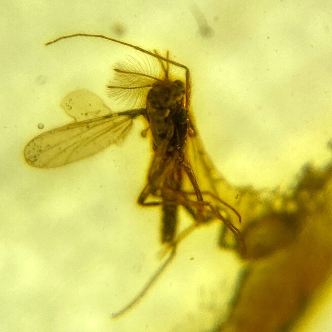 Baltic Amber With Prehistoric Mosquito Inclusion & 4x Magnifying ...