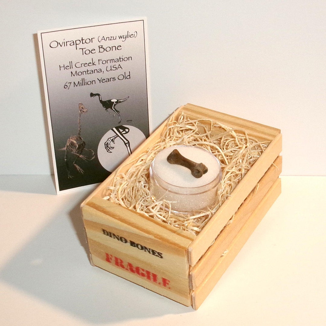 Oviraptor Dinosaur Toe Bone Fossil Authentic Anzu Wyliei Hell Creek ...