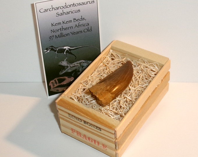 Authentic African T-rex Tooth - Carcharodontosaurus Saharicus ...