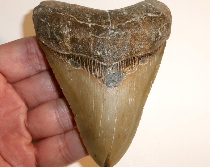 Shark Tooth Fossil Collection in Pirate Chest | Shark Jaw, Over 100 ...