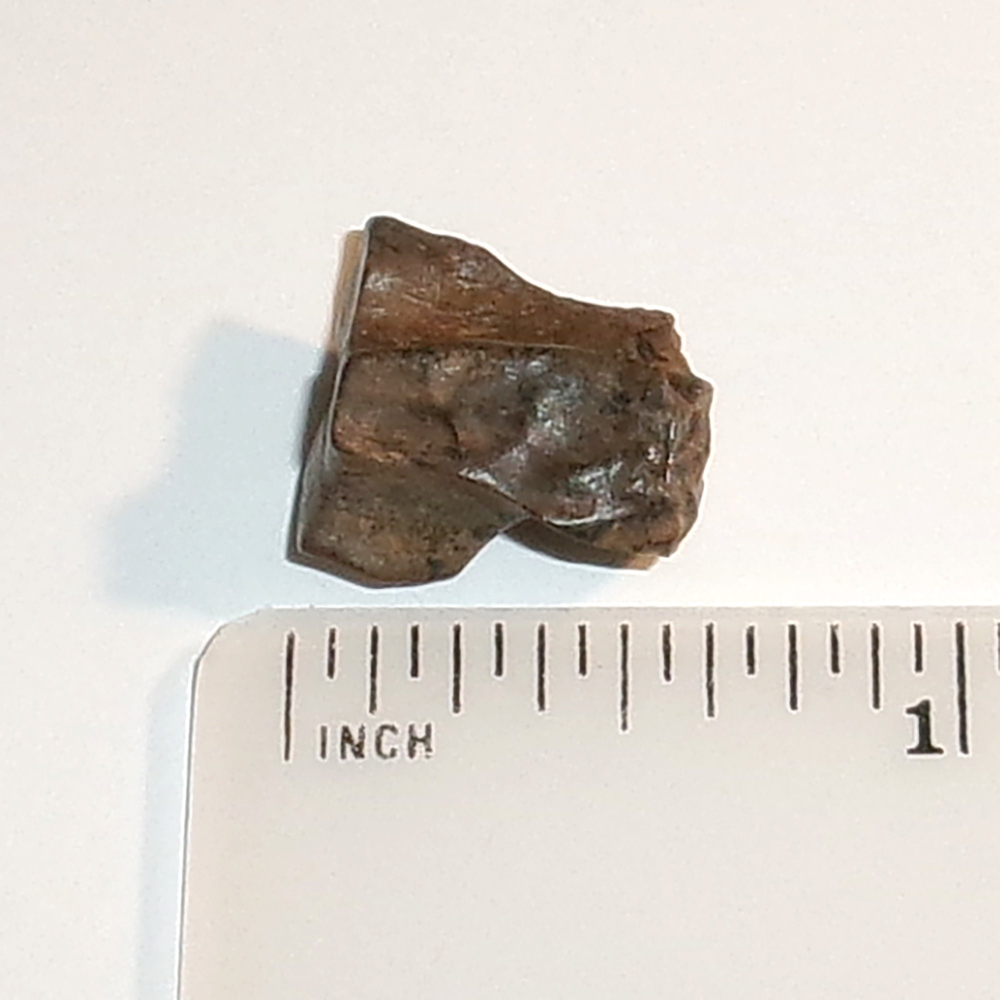 Triceratops Dinosaur Tooth Fossil Hell Creek Formation, Montana Real ...