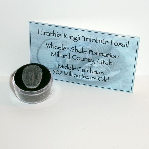 Fossil Display Case - Etsy