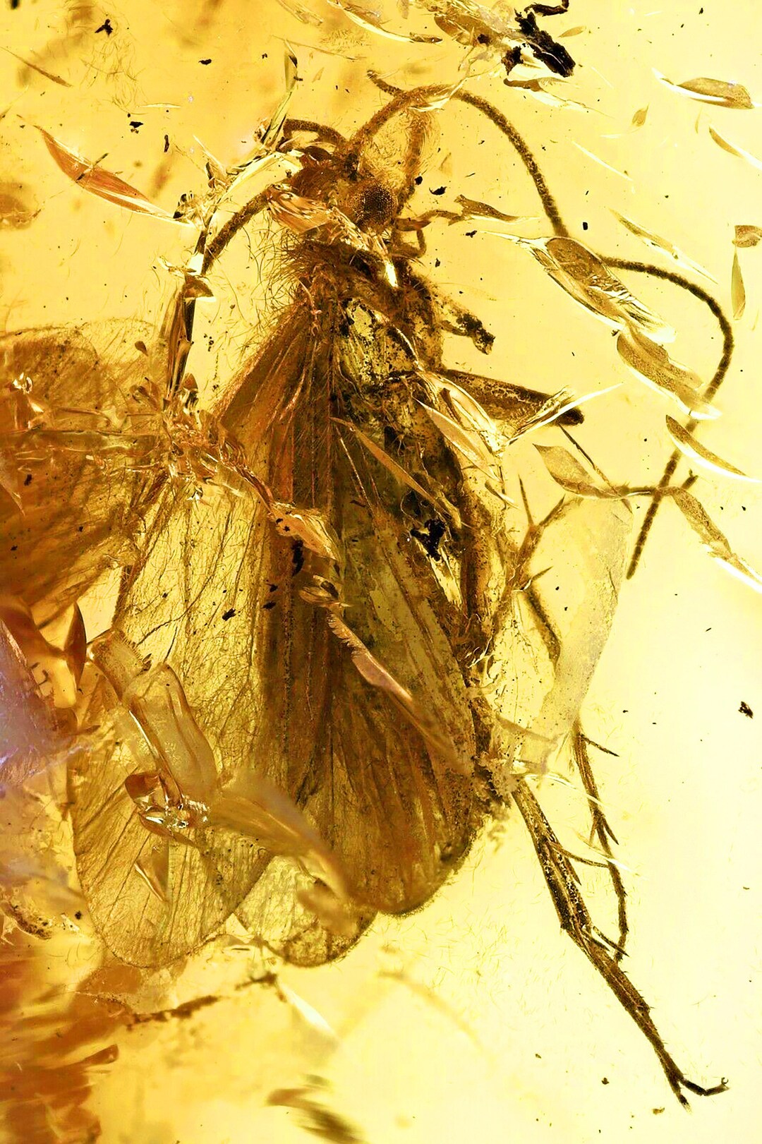 Baltic Amber Prehistoric Caddisfly Insect Inclusion & 4x Magnifying ...