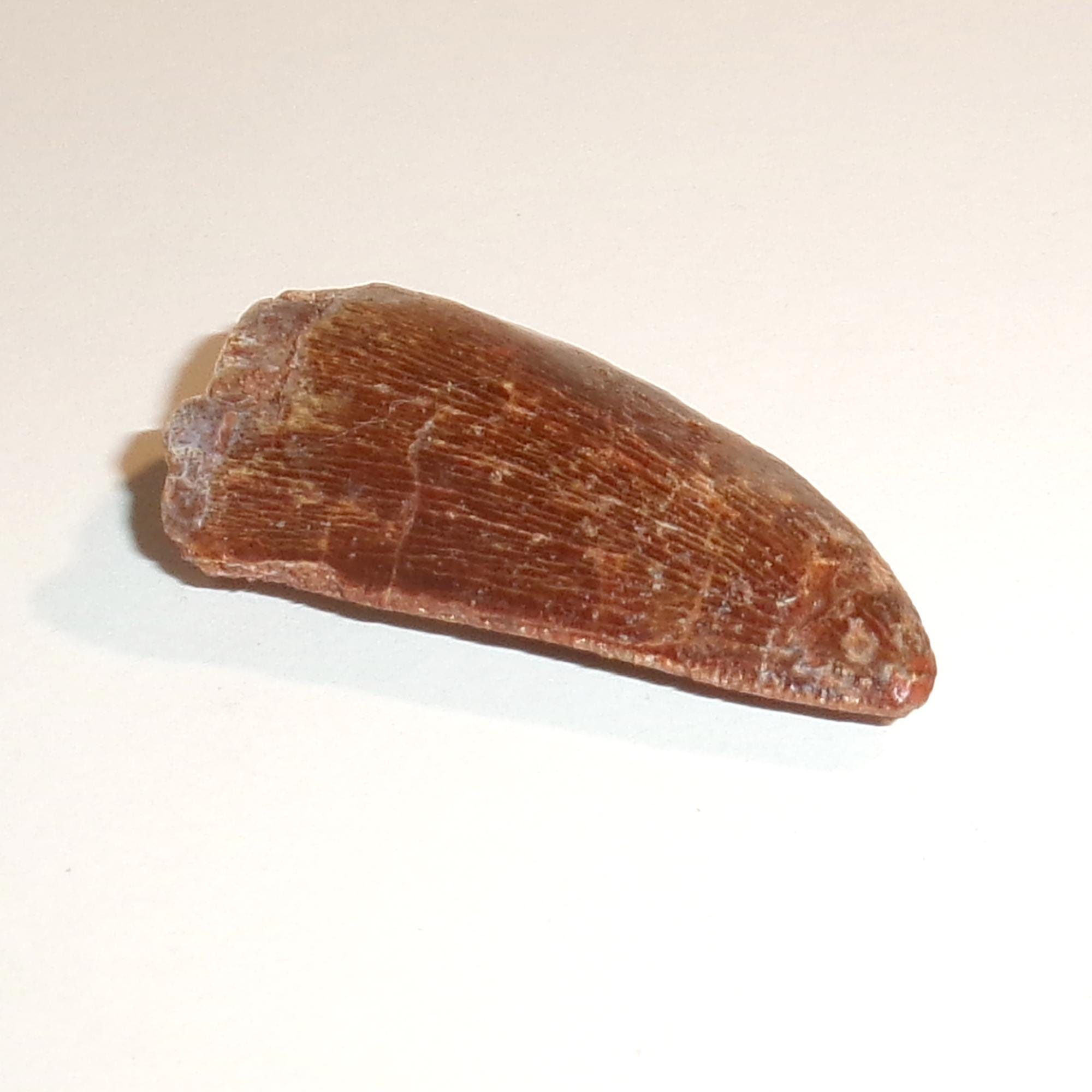 African T-rex Tooth Authentic Carcharodontosaurus Saharicus Cretaceous ...