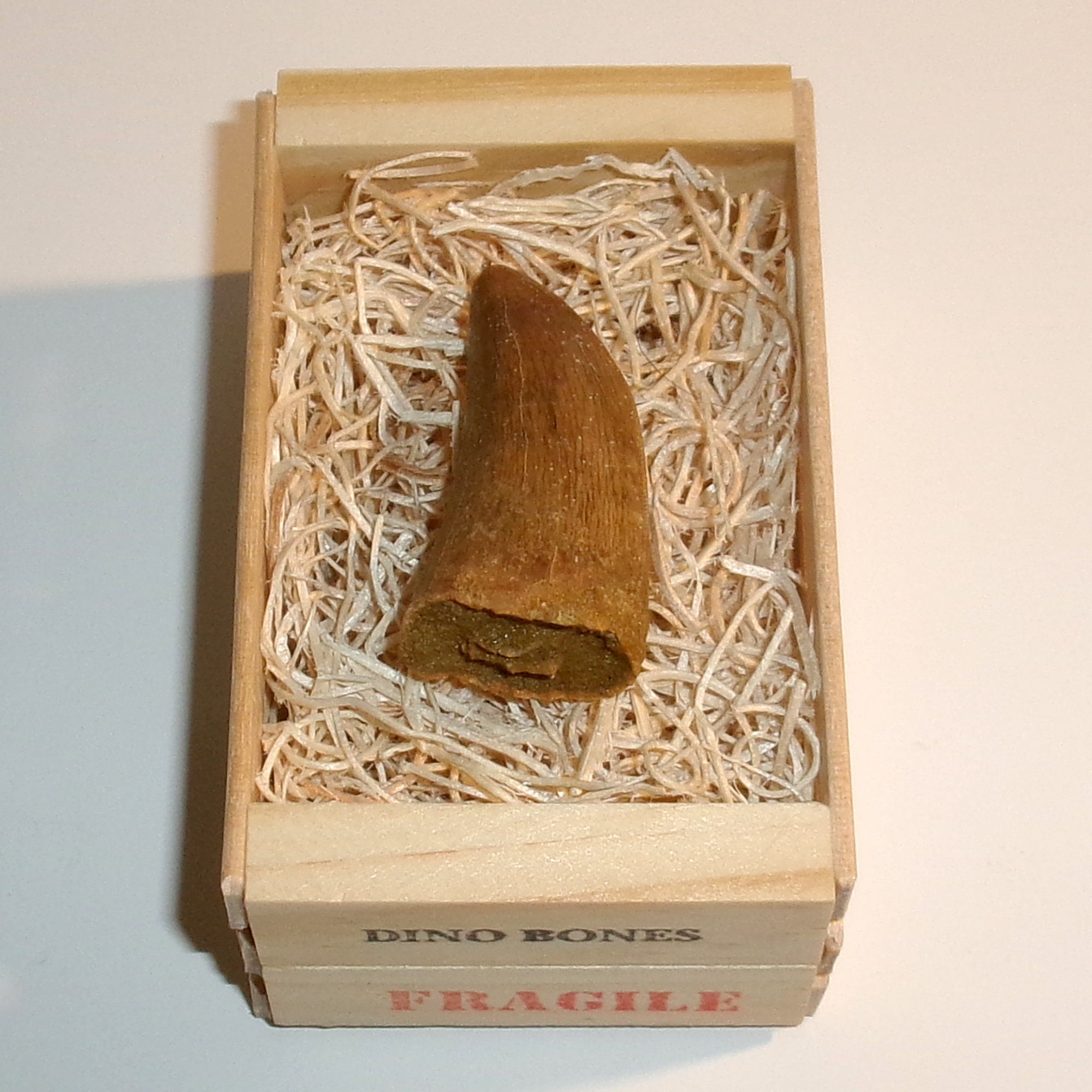 African T-rex Dinosaur Tooth Carcharodontosaurus Saharicus Cretaceous ...