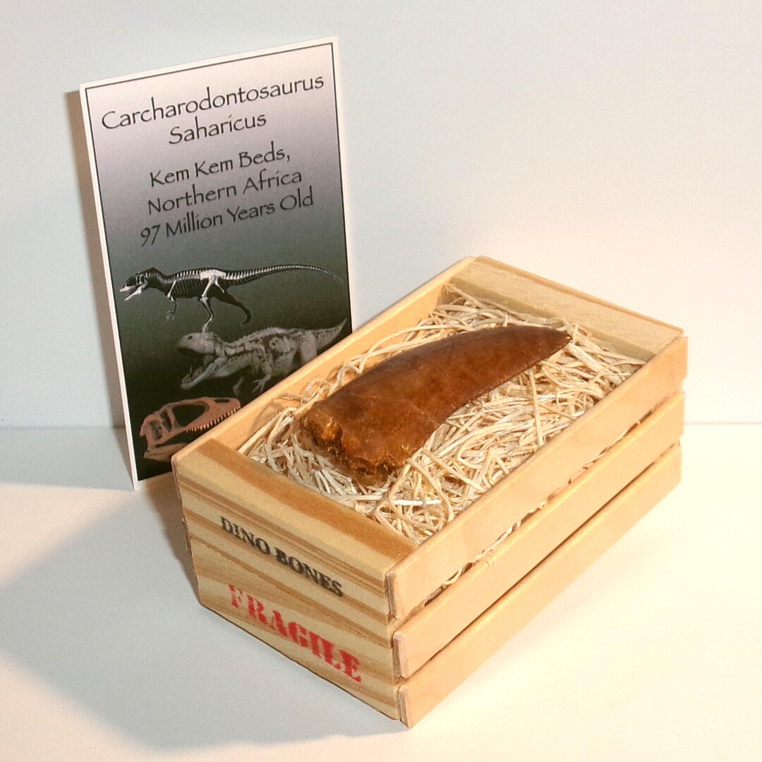 African T-rex Tooth Carcharodontosaurus Saharicus Cretaceous, Sahara ...