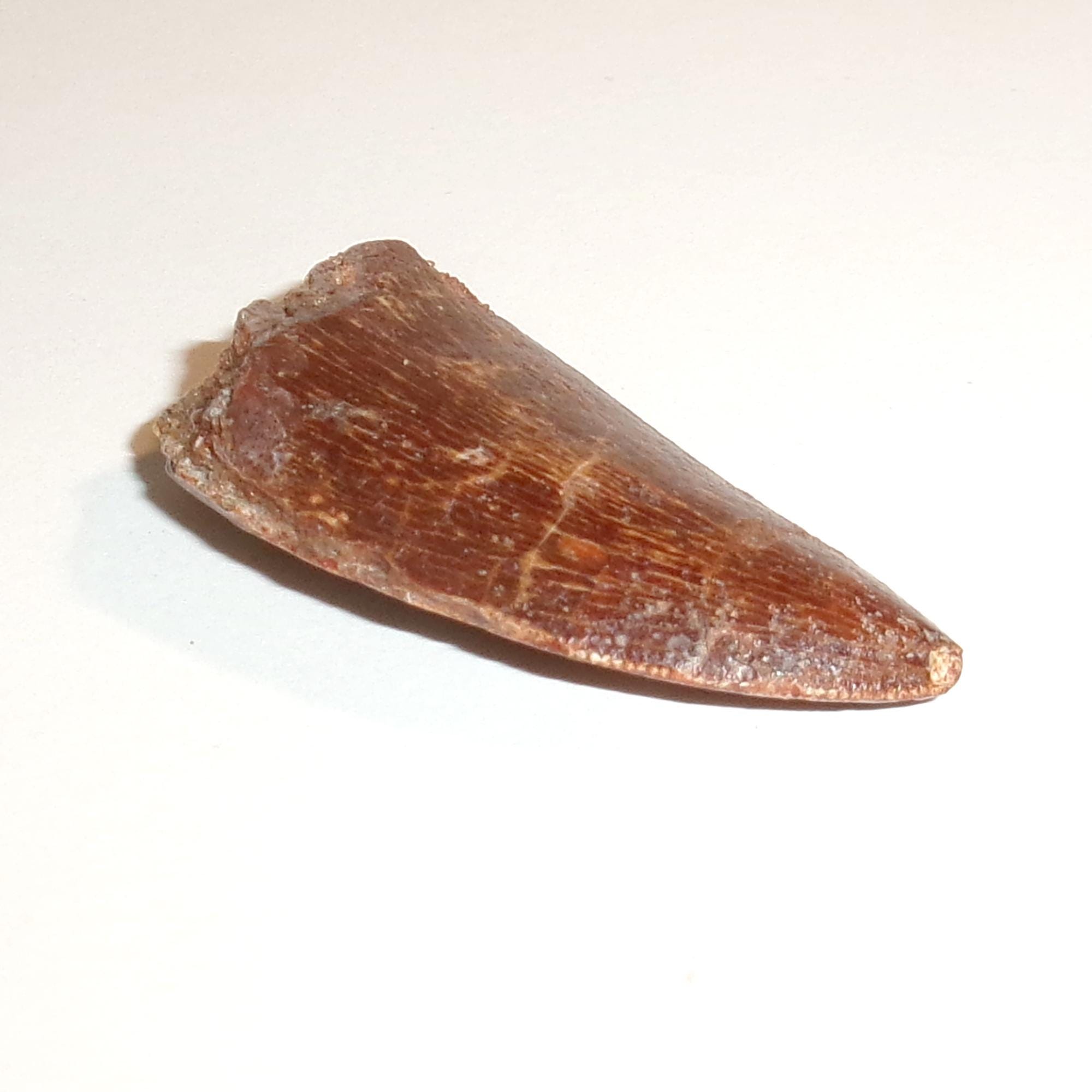African T-rex Tooth Authentic Carcharodontosaurus Saharicus Cretaceous ...