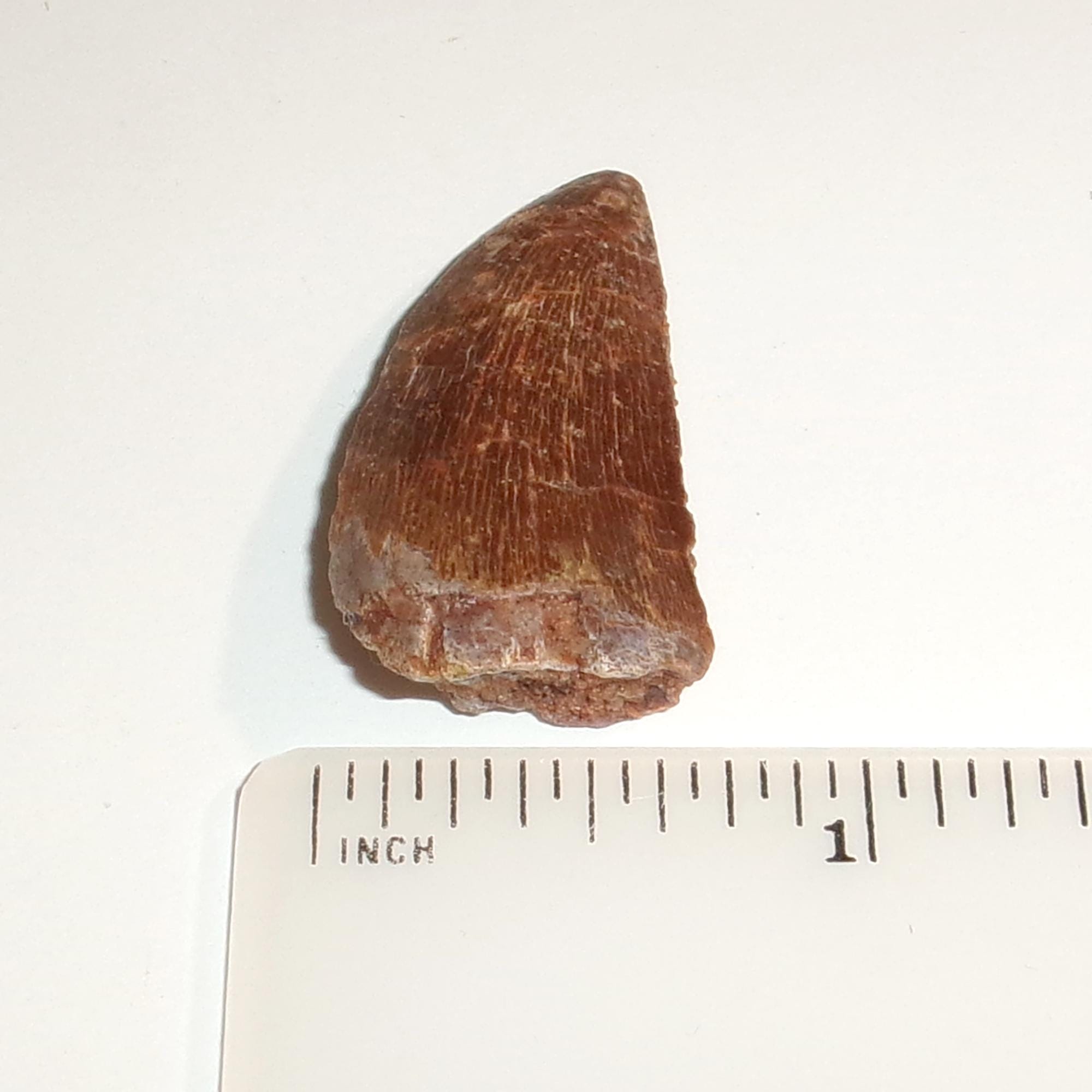 African T-rex Tooth Authentic Carcharodontosaurus Saharicus Cretaceous ...